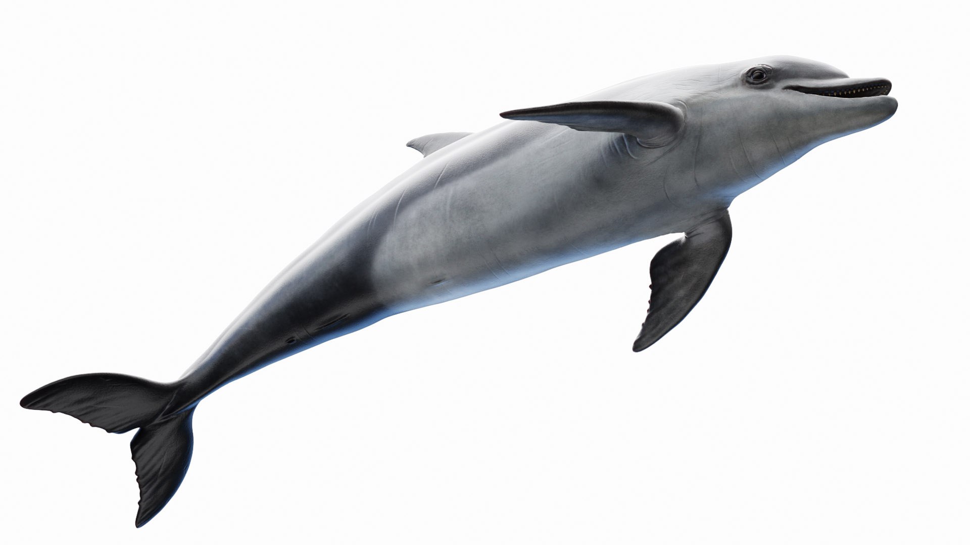 3D Model Bottlenose Dolphin Anatomy - TurboSquid 2003607