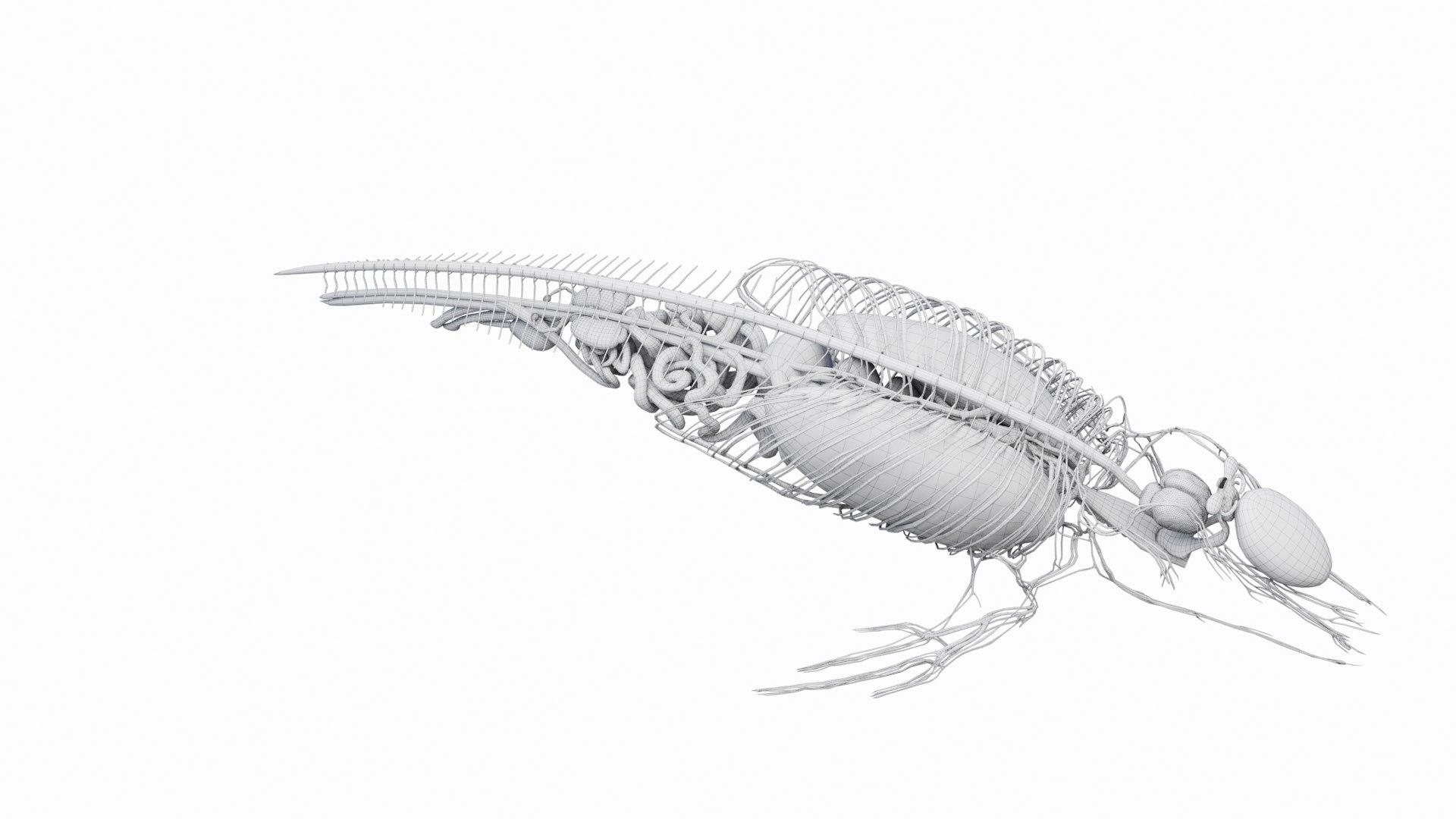 3D model Bottlenose Dolphin Anatomy - TurboSquid 2003607