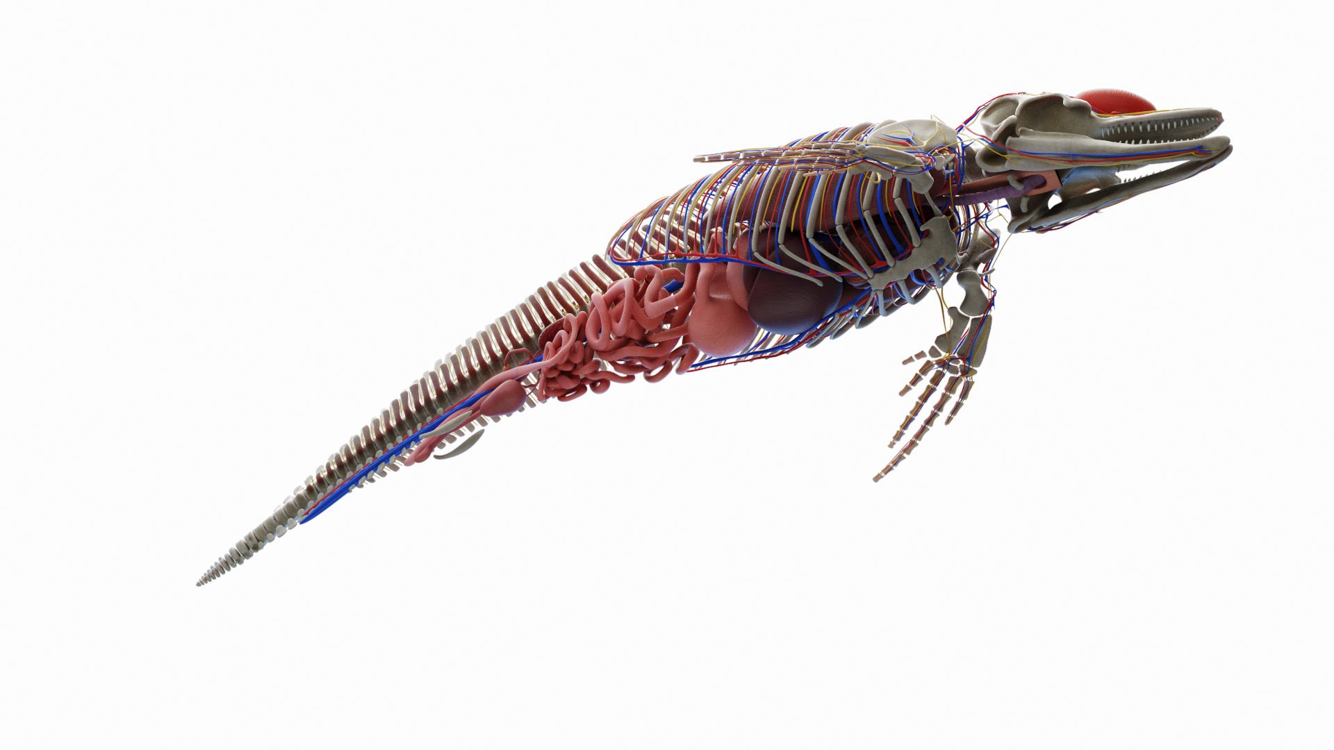 3D Model Bottlenose Dolphin Anatomy - TurboSquid 2003607