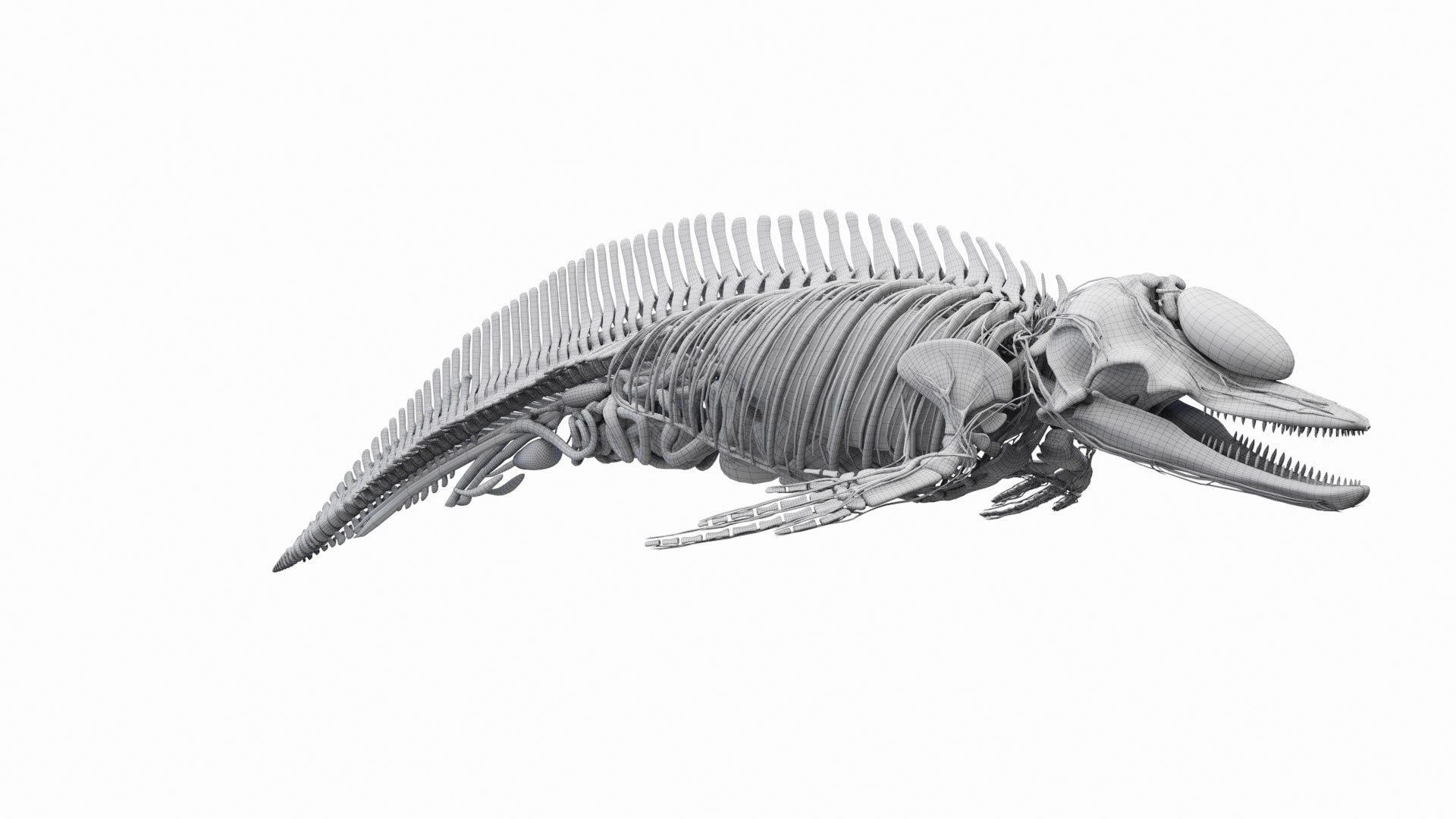 3D model Bottlenose Dolphin Anatomy - TurboSquid 2003607