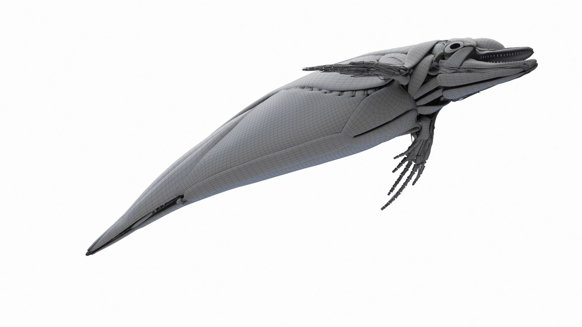 3D model Bottlenose Dolphin Anatomy - TurboSquid 2003607