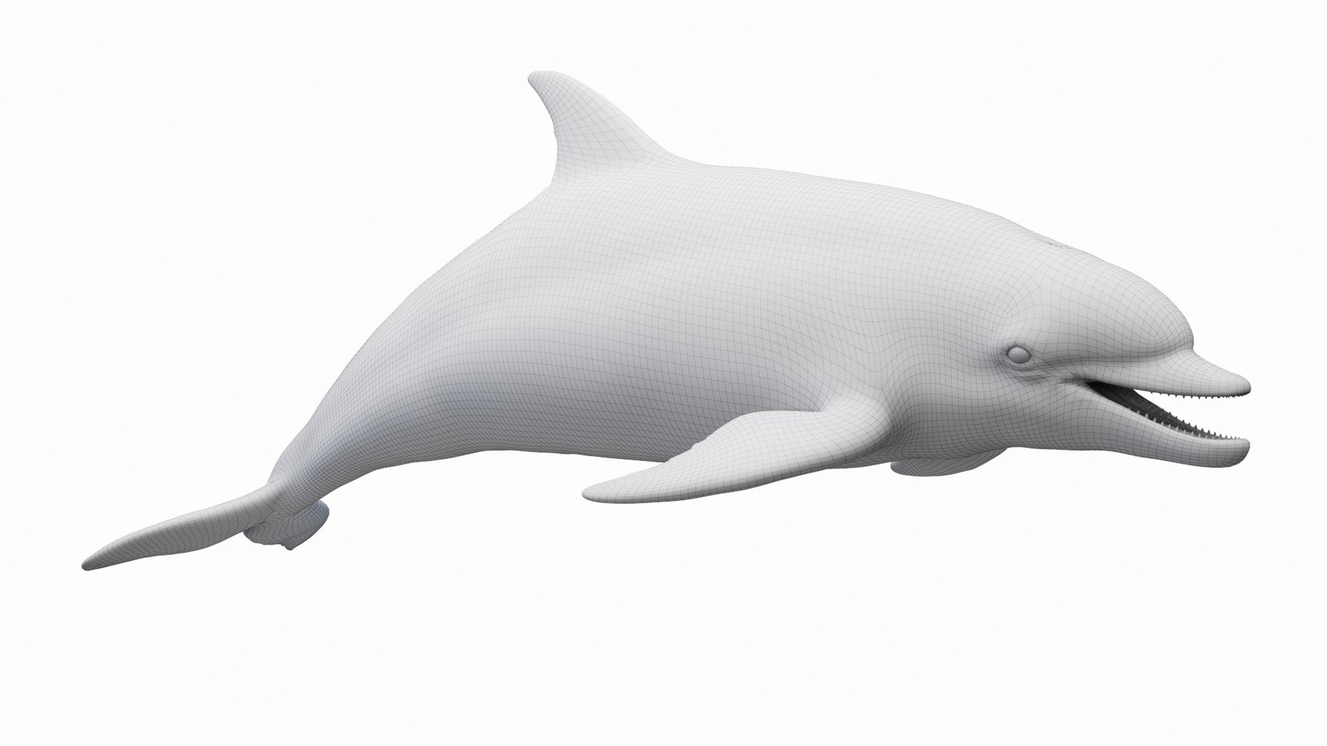 3D model Bottlenose Dolphin Anatomy - TurboSquid 2003607