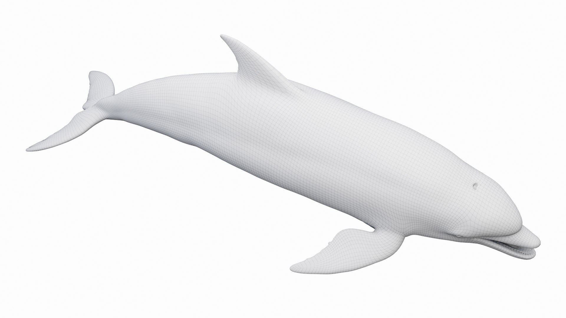 3D model Bottlenose Dolphin Anatomy - TurboSquid 2003607