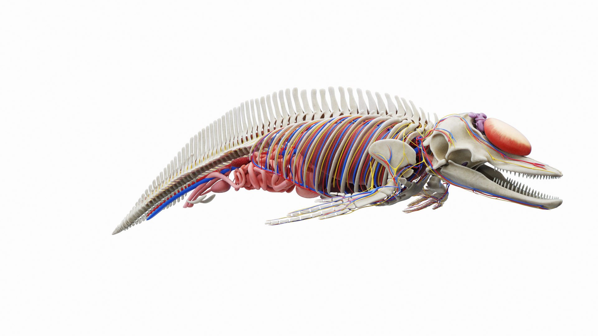 3D Model Bottlenose Dolphin Anatomy - TurboSquid 2003607