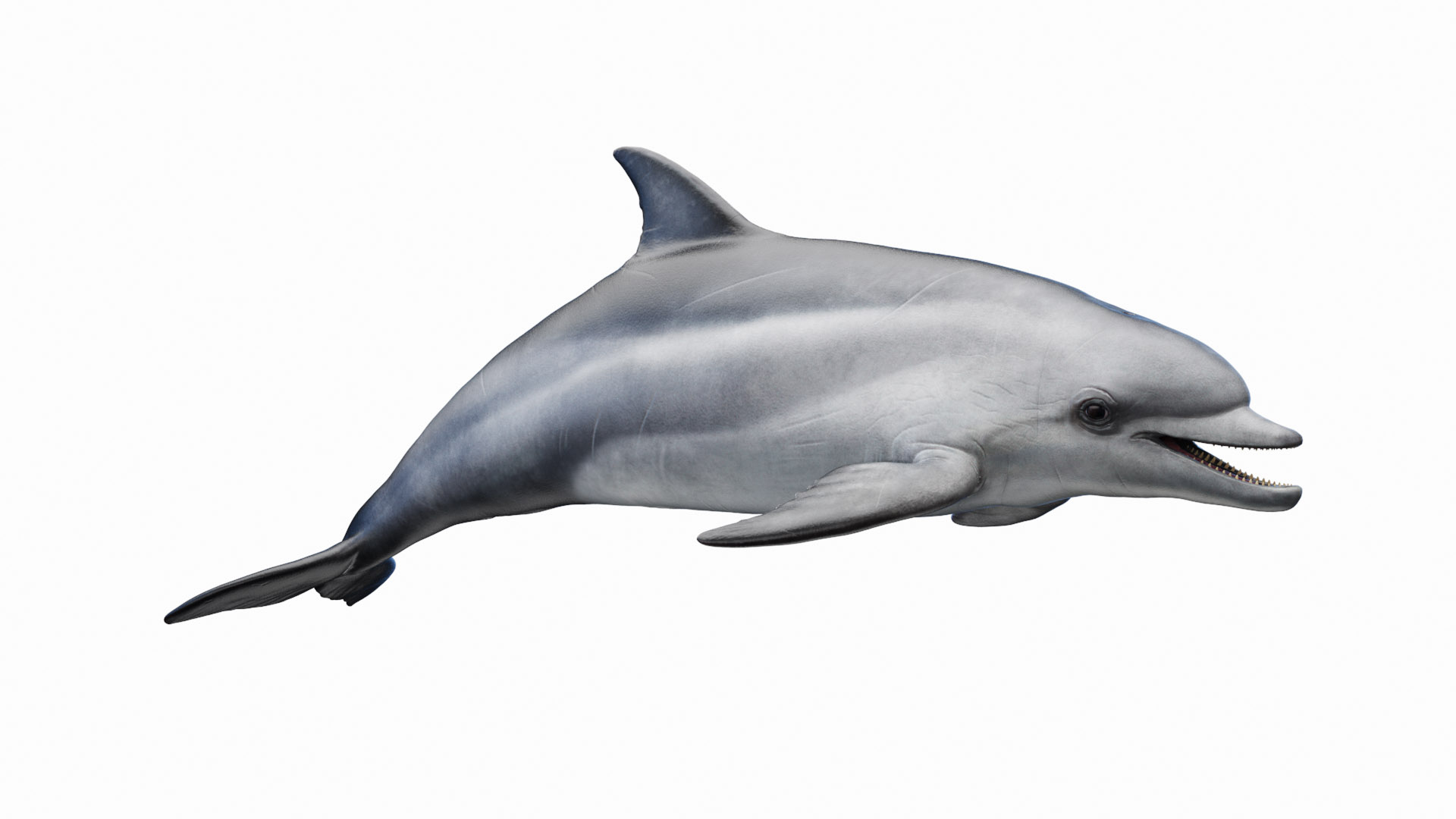3D Model Bottlenose Dolphin Anatomy - TurboSquid 2003607