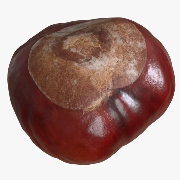 3D model chestnut kernel - TurboSquid 1703570