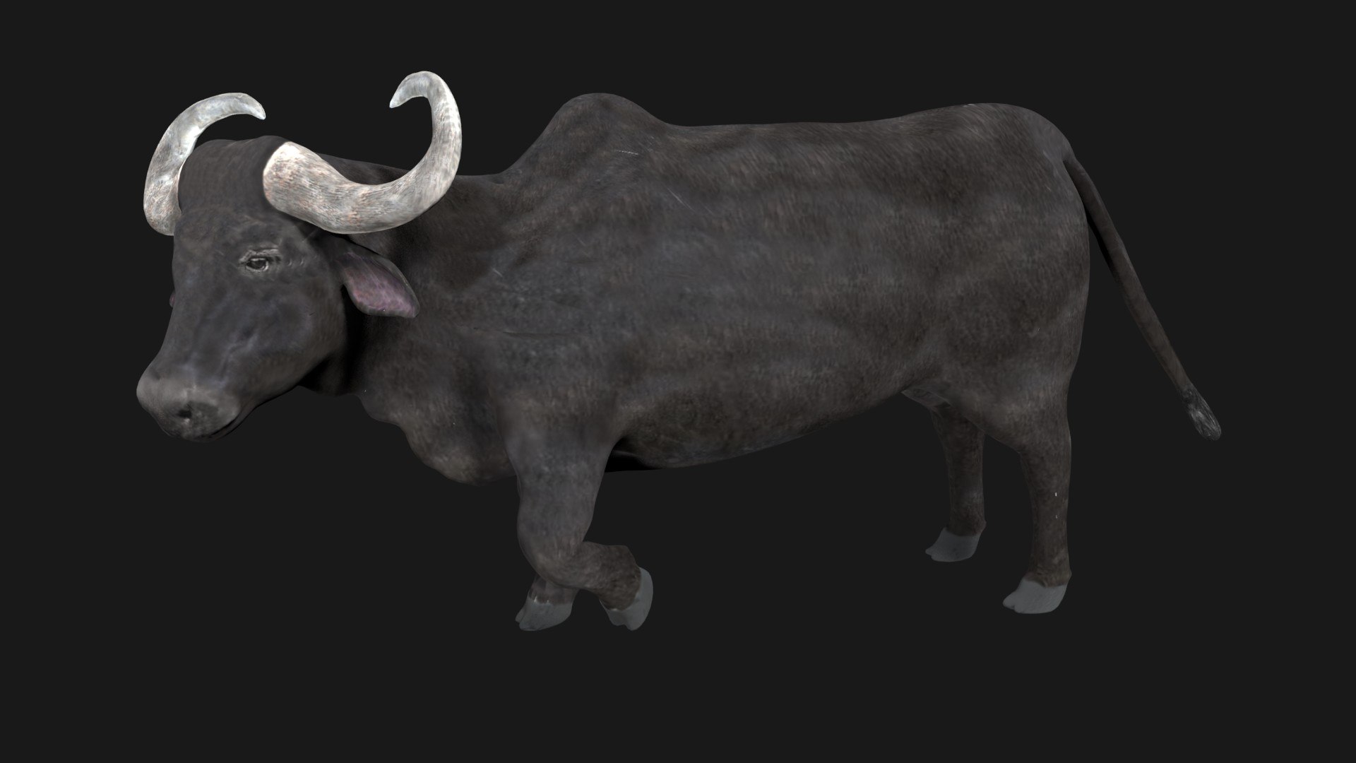 Buffalo rigged model - TurboSquid 1663218