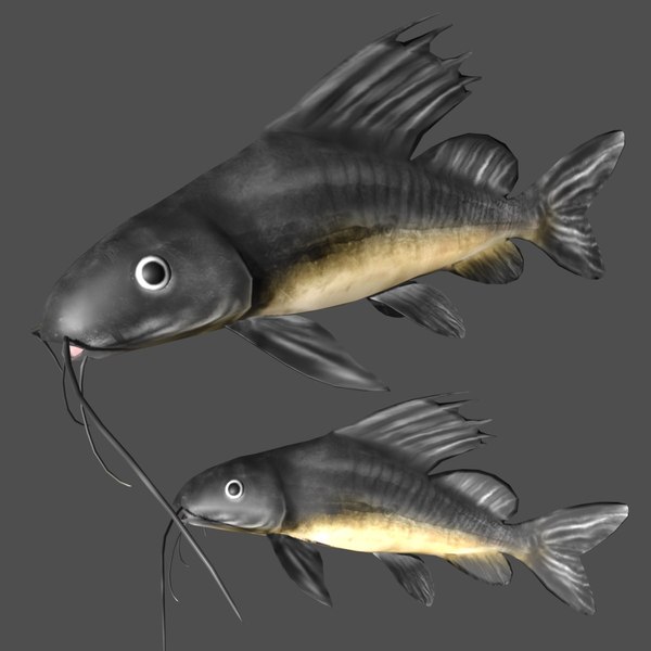 3D catfish - TurboSquid 1758915