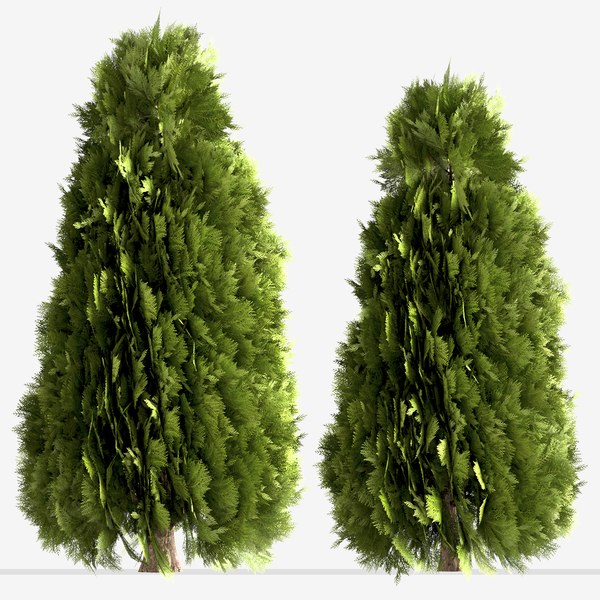modelo 3d Conjunto de Thuja Occidentalis o Arborvitae Tree - TurboSquid ...