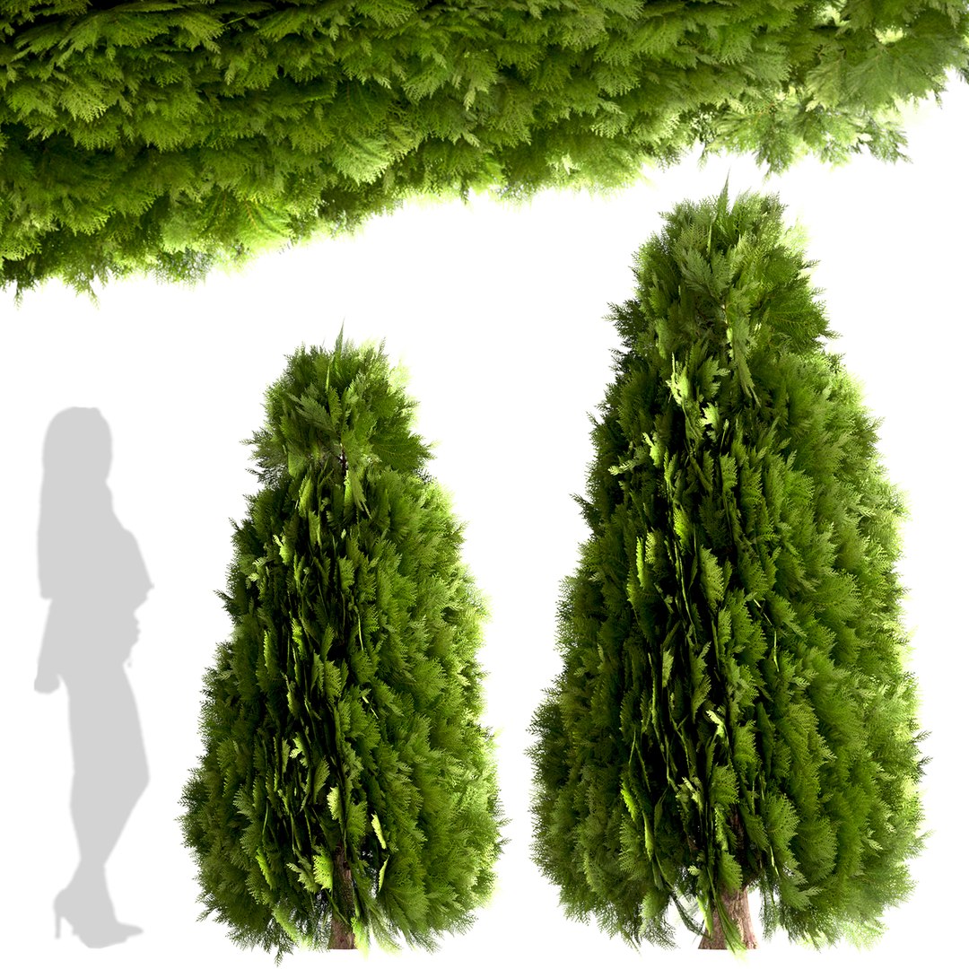 Set Of Thuja Occidentalis Or Arborvitae Tree 3D Model - TurboSquid 1996191