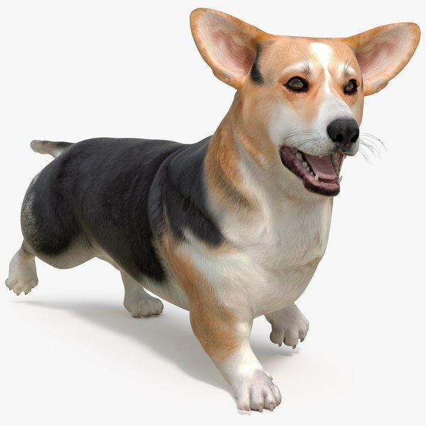 modelo 3d Perro Welsh Corgi Pembroke Tricolor Rigged - TurboSquid 2410537