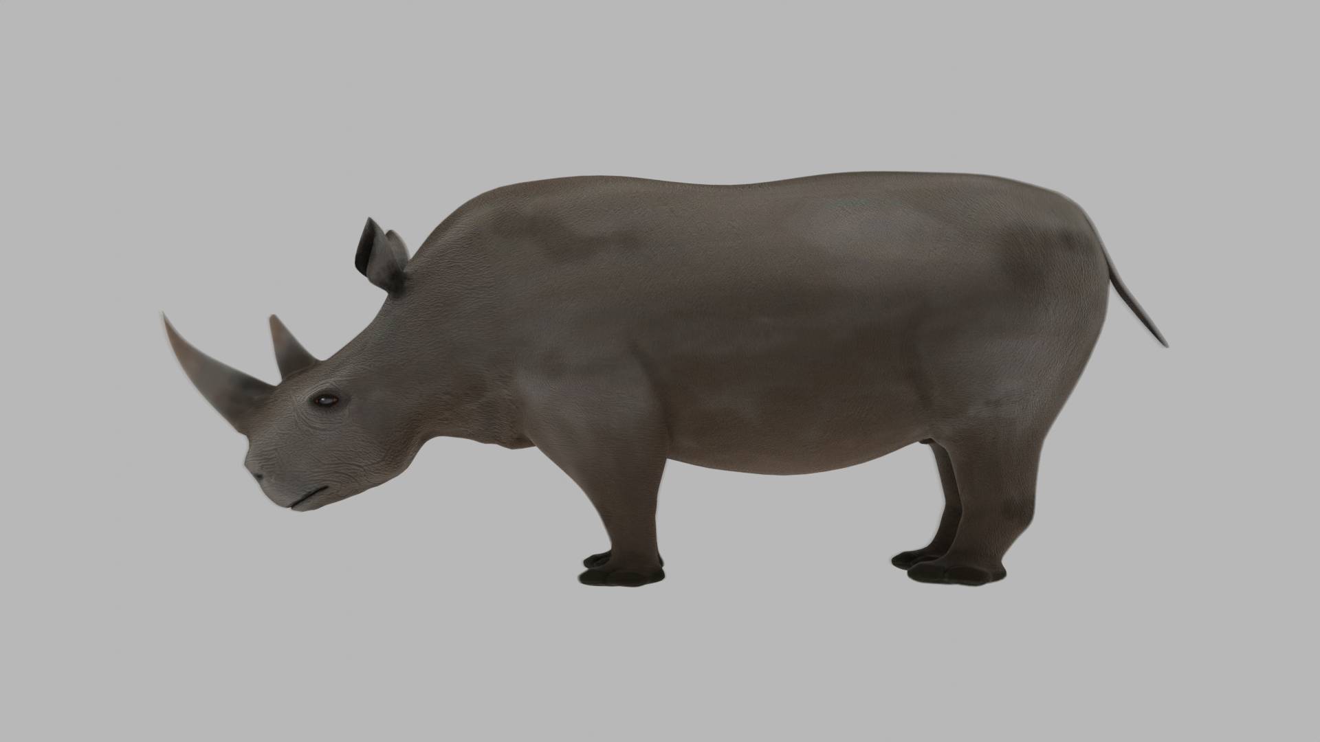 Rhinoceros Rigged And Animated 3D Model - TurboSquid 2307648