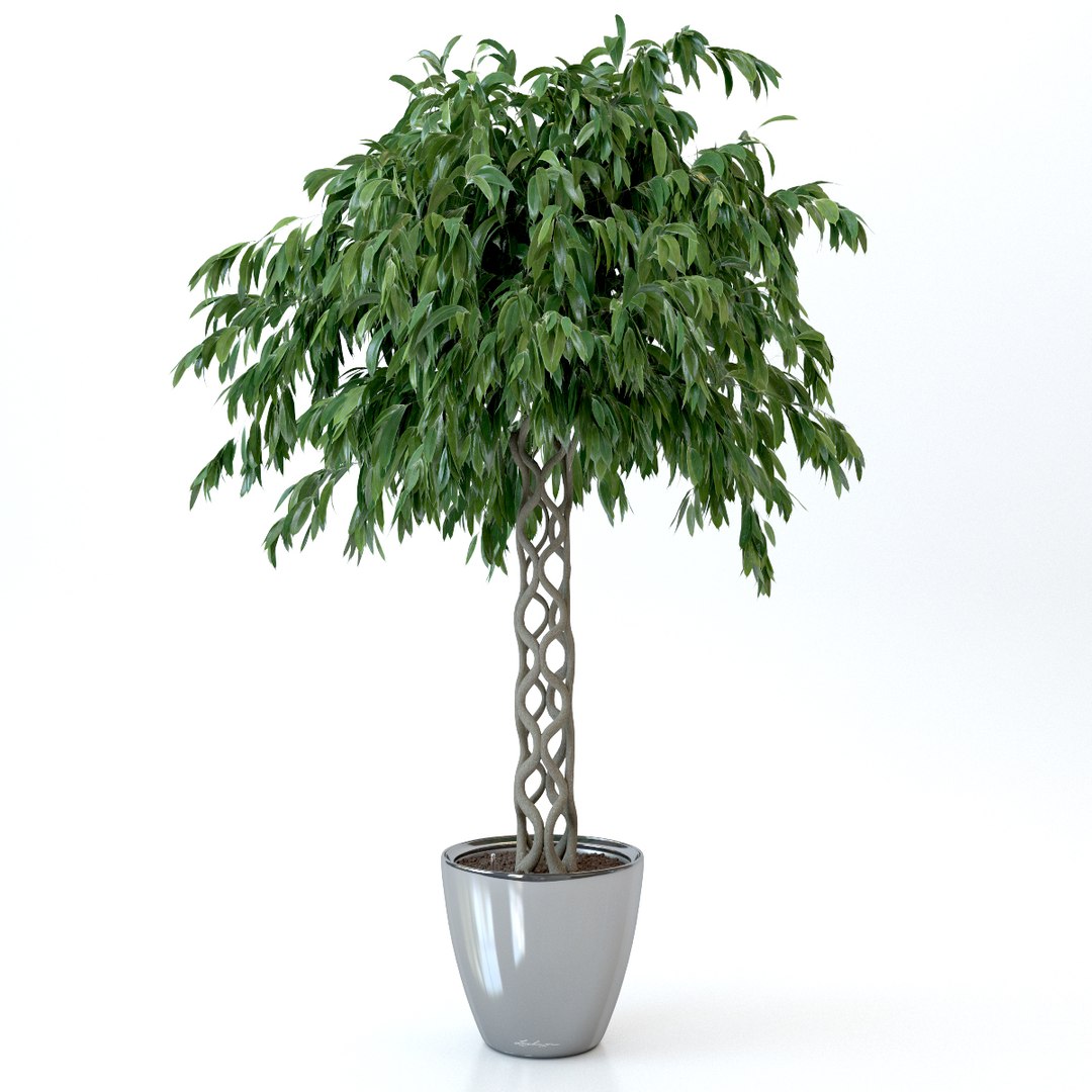 Realistic Ficus Tree 3d Model