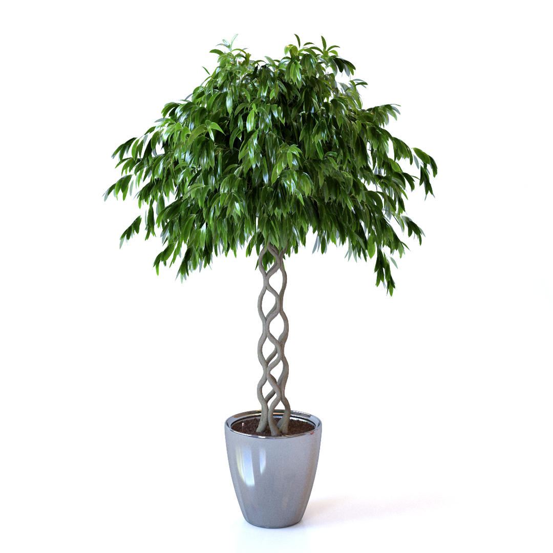 Realistic Ficus Tree 3d Model