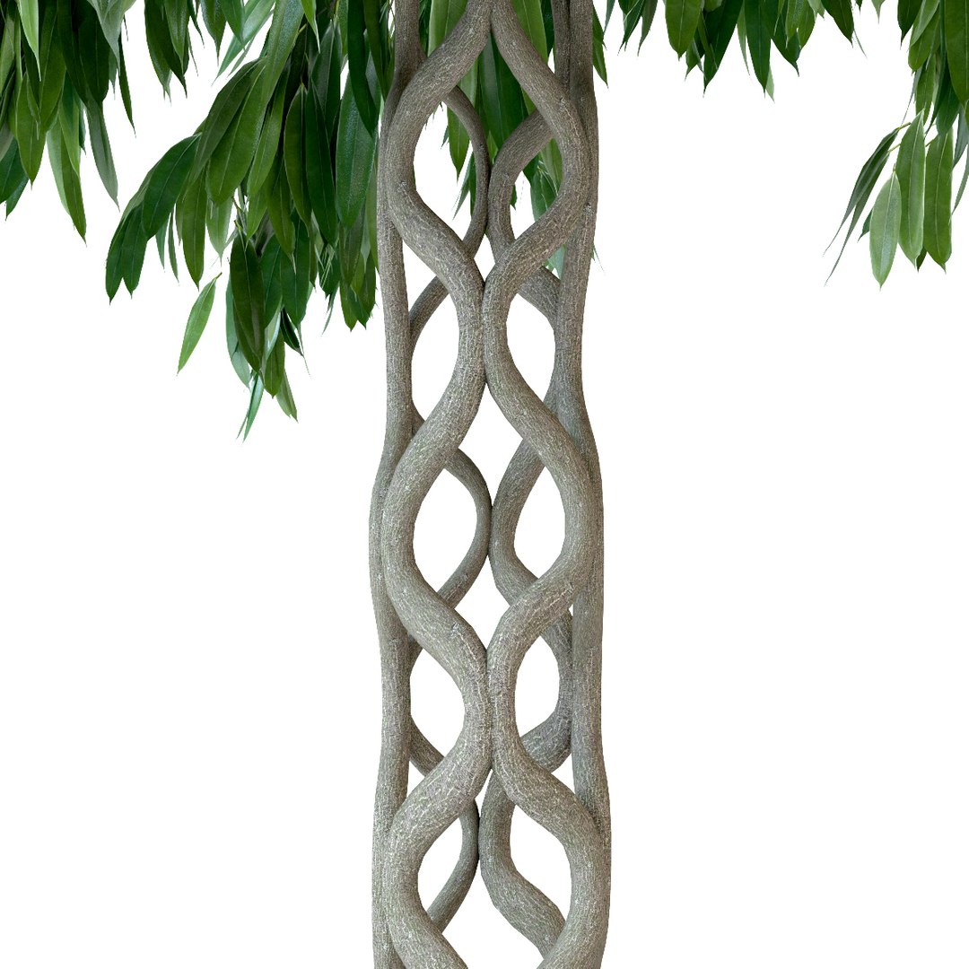 Realistic Ficus Tree 3d Model