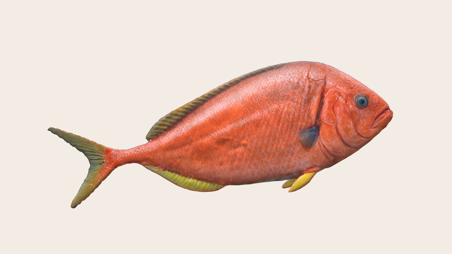 Priacanthus Hamrur Opah Fish Model - TurboSquid 2305538