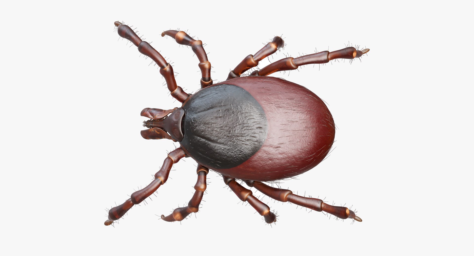 Tick Model - TurboSquid 1335738