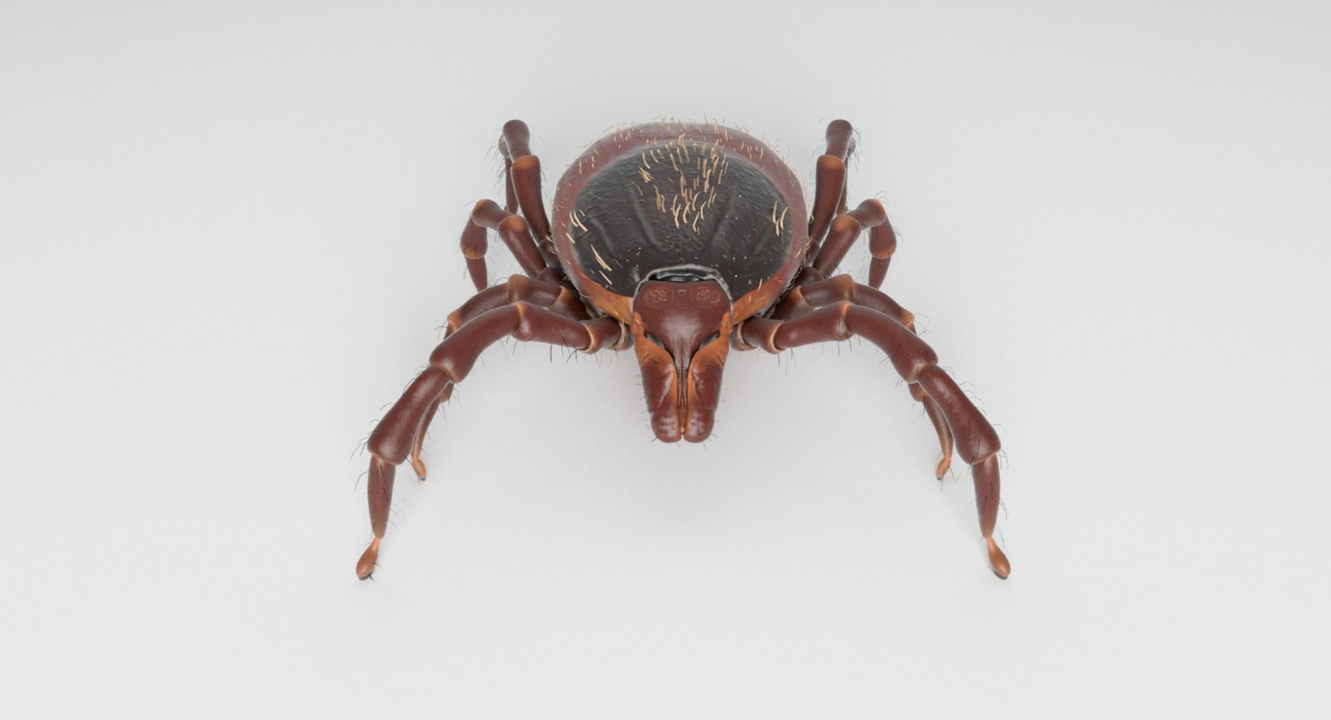 Tick Model - TurboSquid 1335738