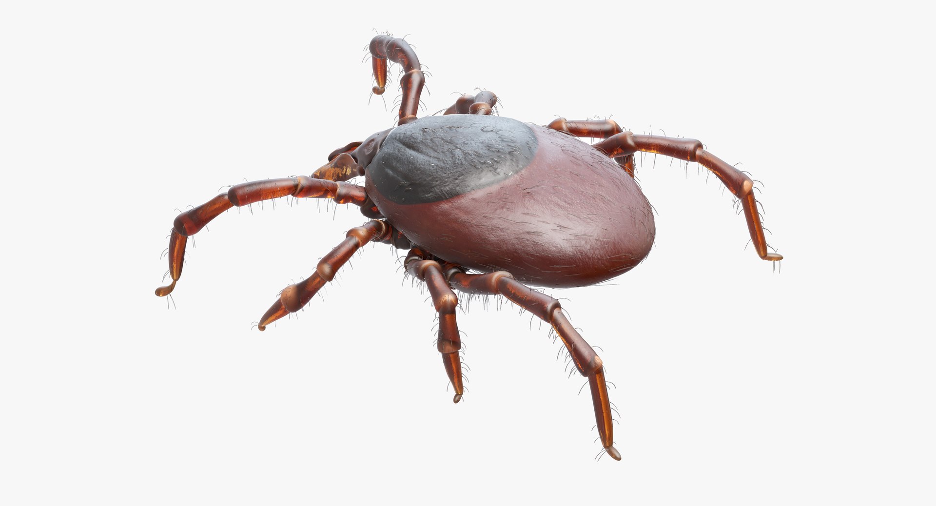 Tick Model - TurboSquid 1335738