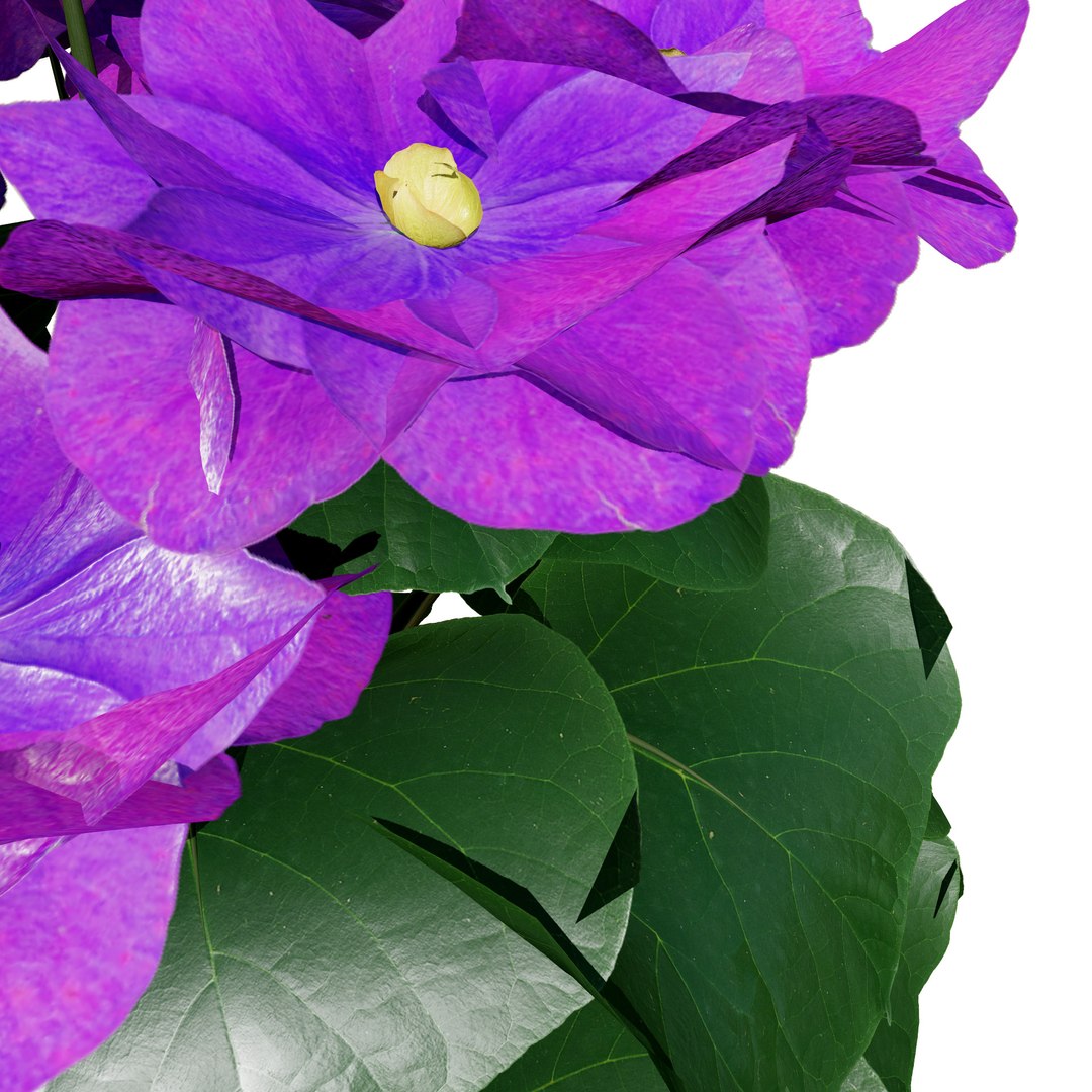 Poinsettia And African Violets In Pots 3D Model - TurboSquid 2254356