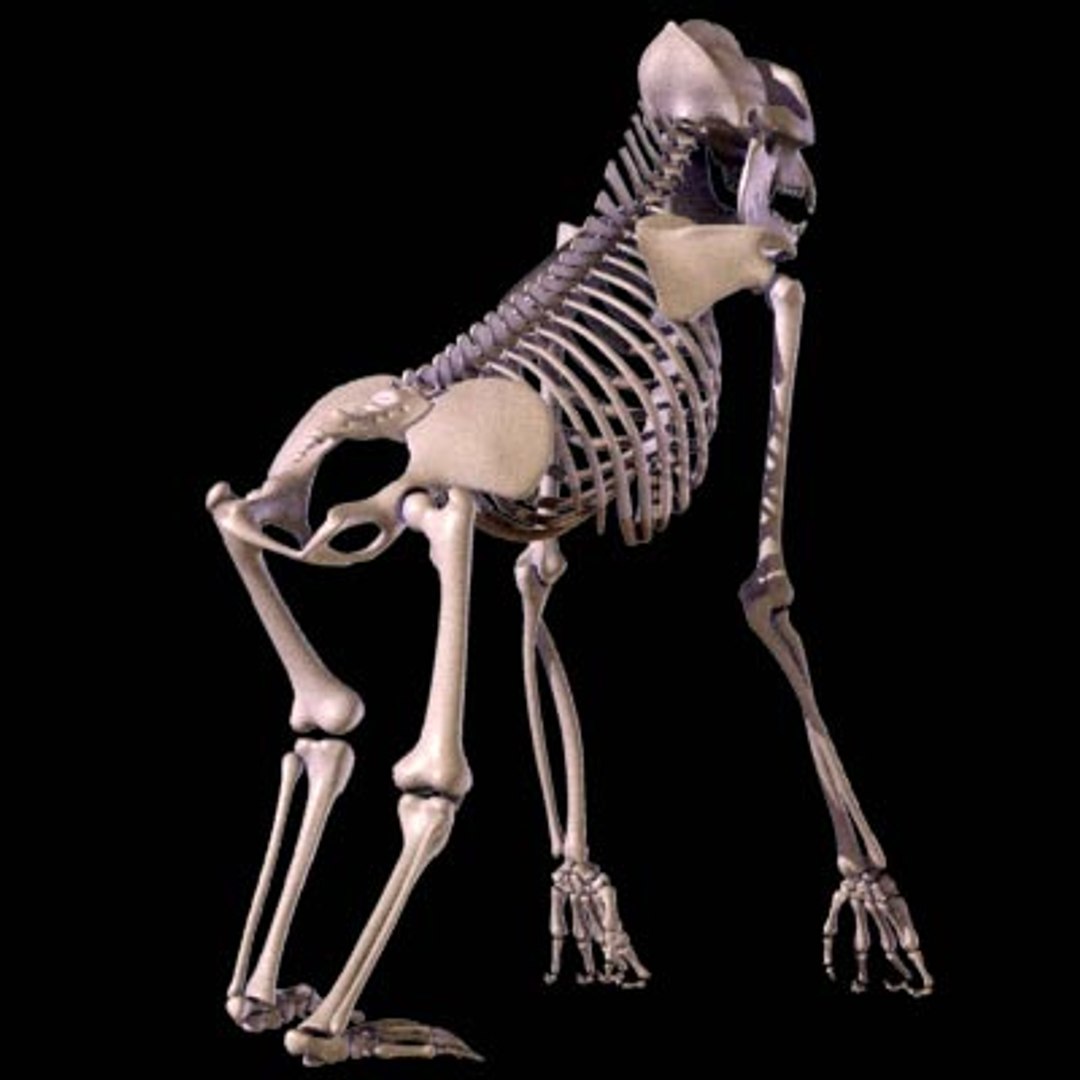 Gorilla Skeleton Obj