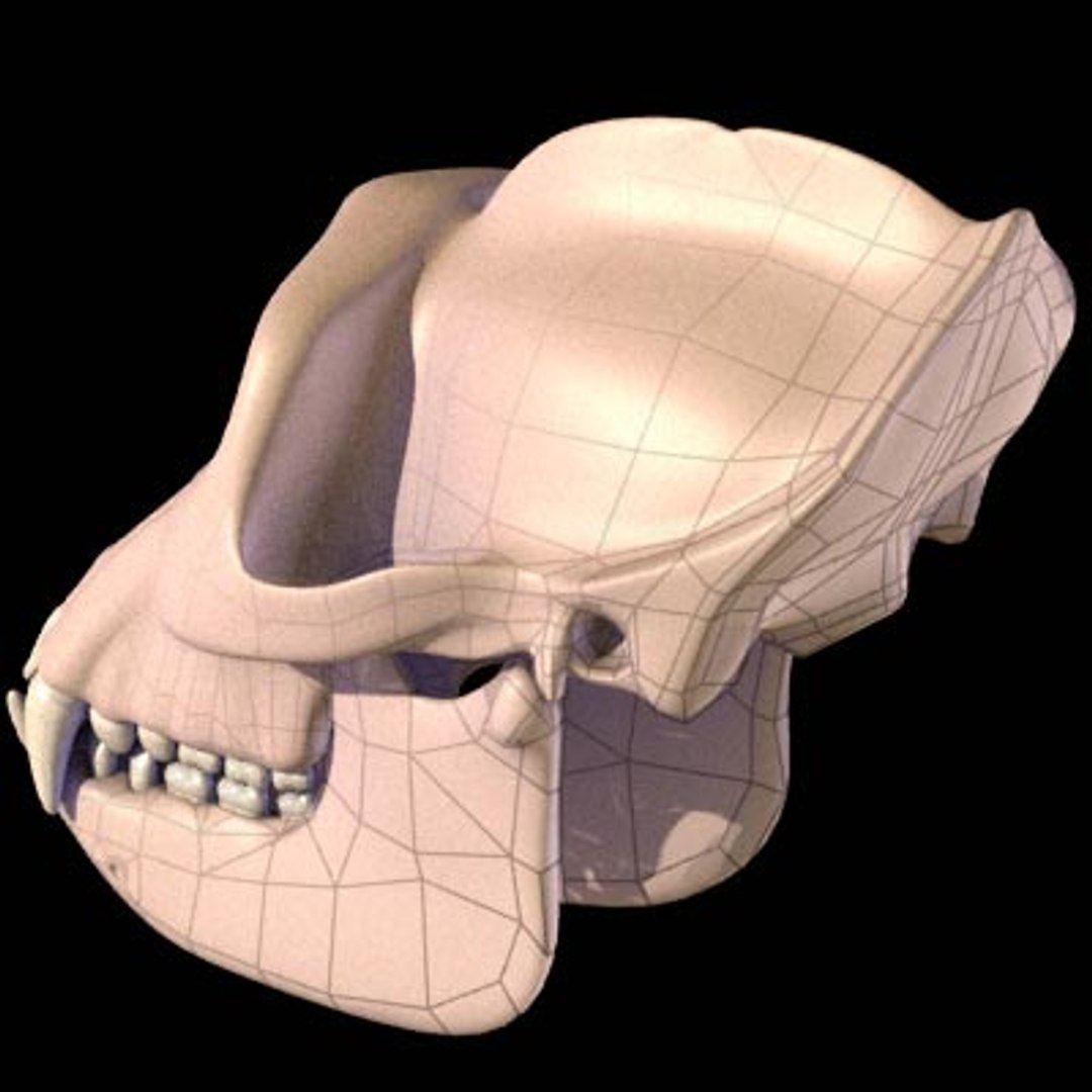 Gorilla Skeleton Obj