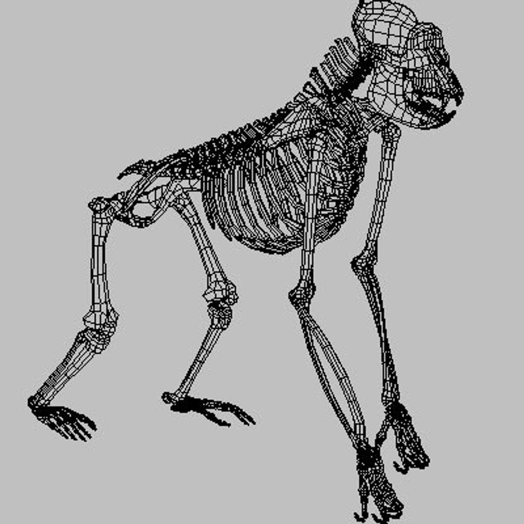 Gorilla Skeleton Obj