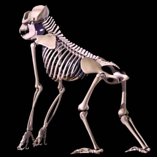gorilla skeleton obj