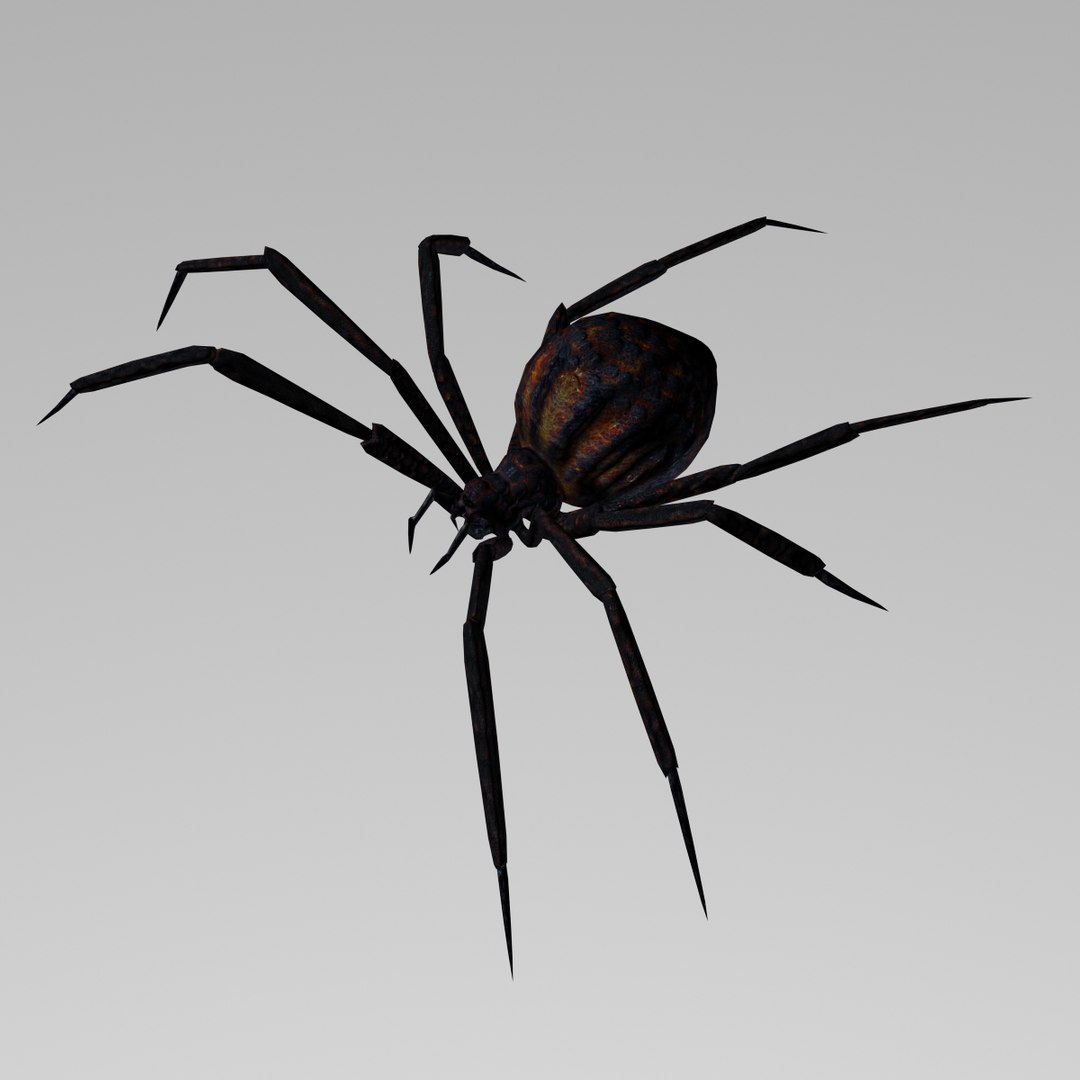 3d Spider Animation Model