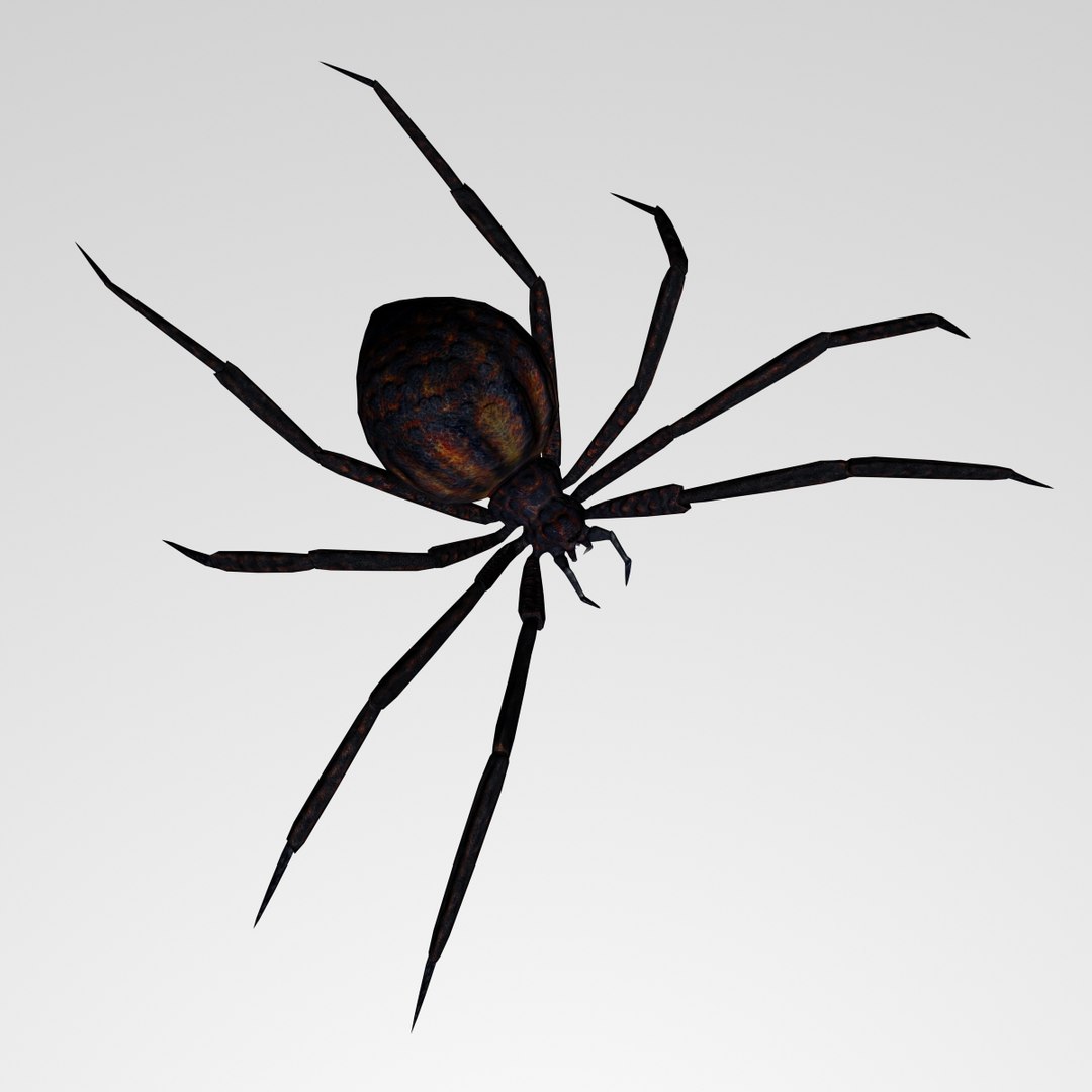 3d Spider Animation Model