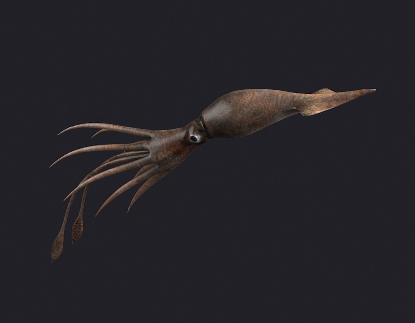 Ocean King Squid Giant 3D - TurboSquid 1575468