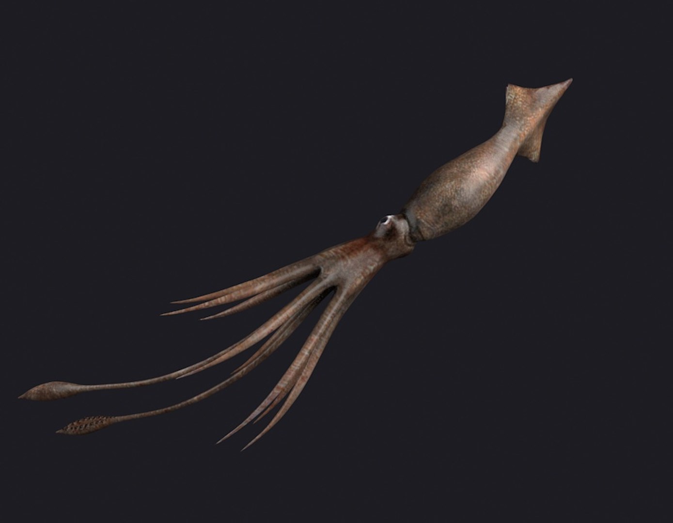 Ocean King Squid Giant 3D - TurboSquid 1575468