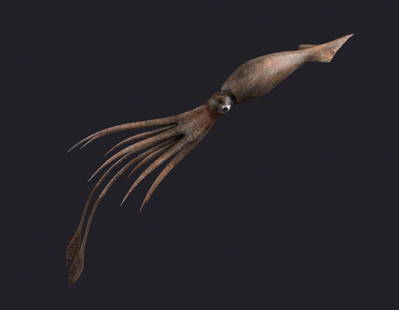 Ocean King Squid Giant 3D - TurboSquid 1575468