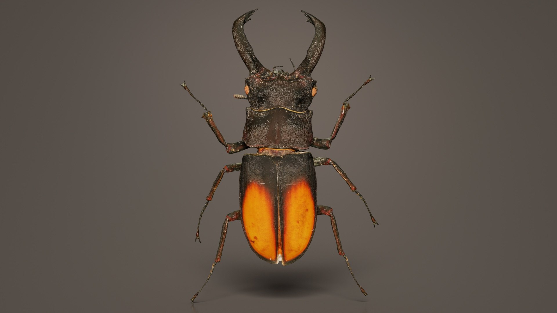 Lucanus Cervus Stag Beetle Remastered 3D Model - TurboSquid 2359759