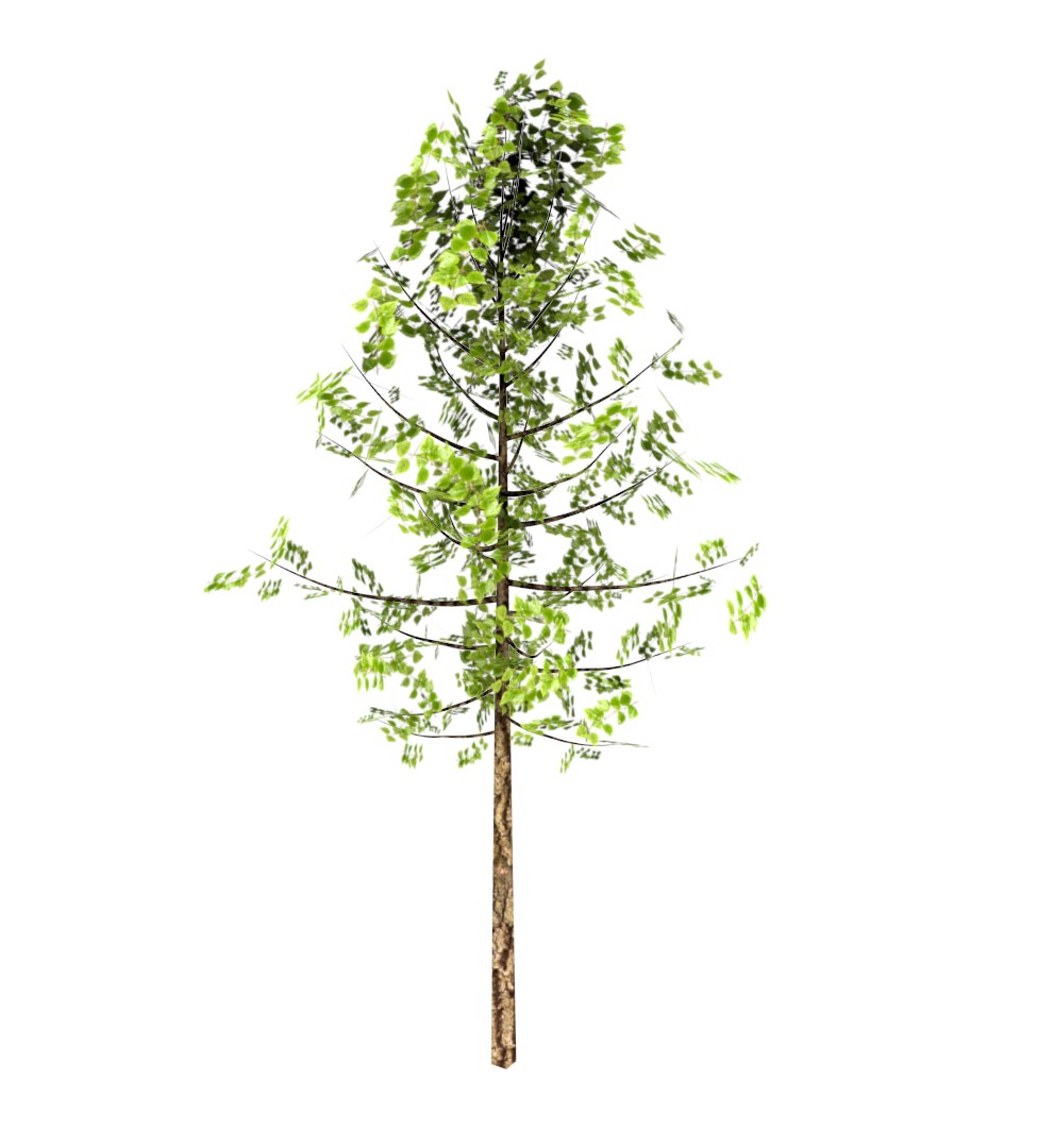 Birch Tree Wind Animation Model - TurboSquid 1246496