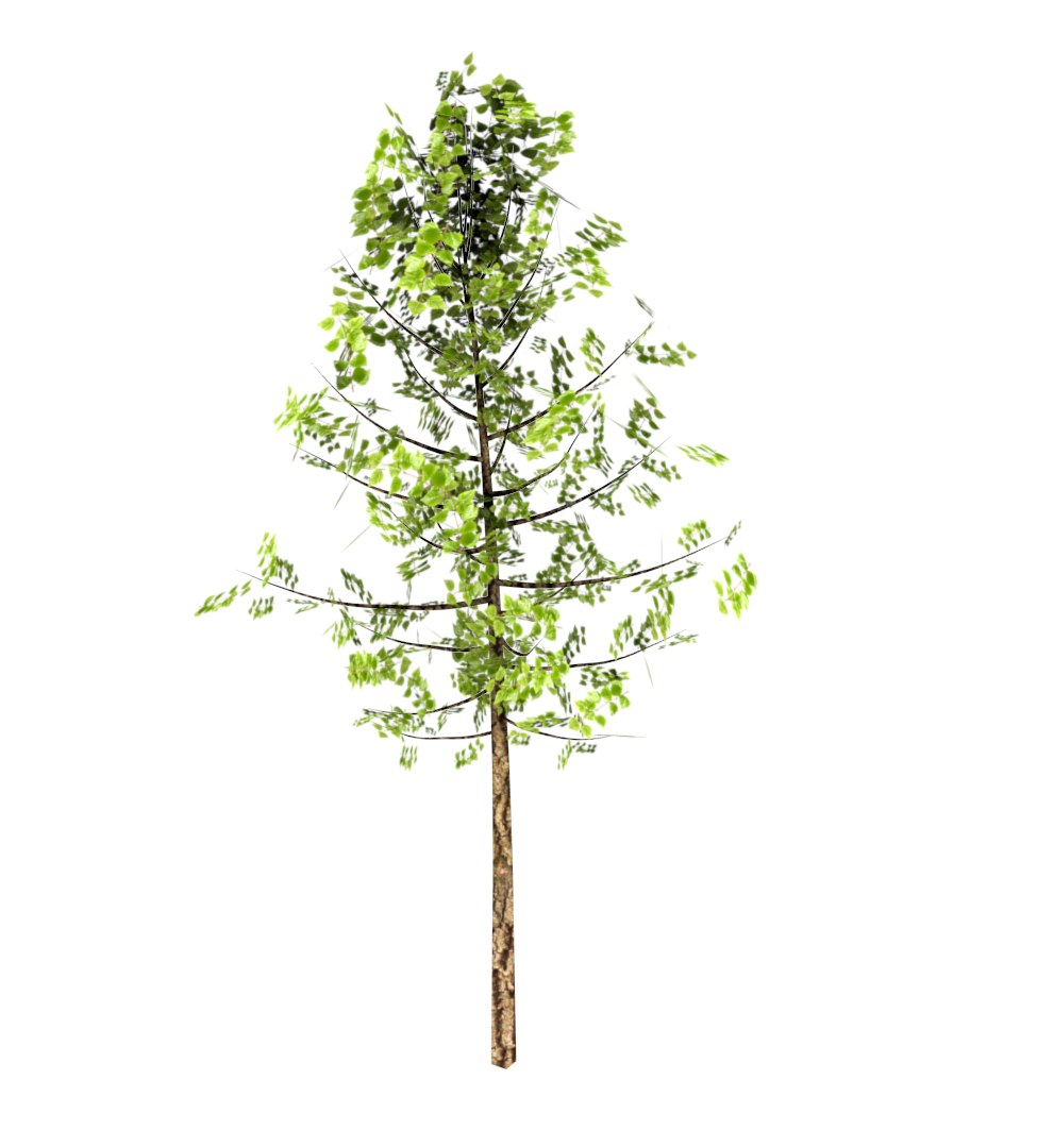 Birch Tree Wind Animation Model - TurboSquid 1246496