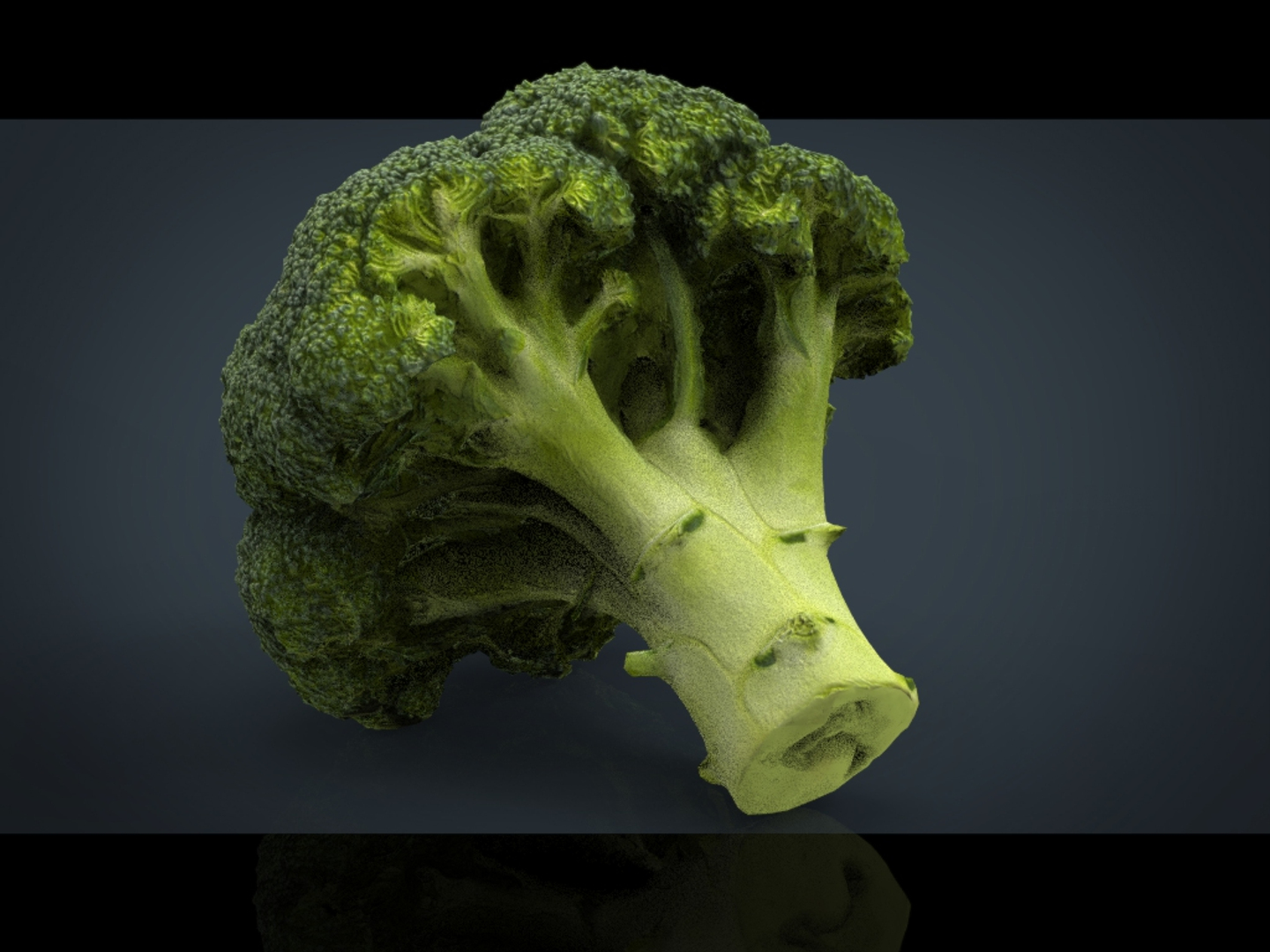 Broccoli 3d Model