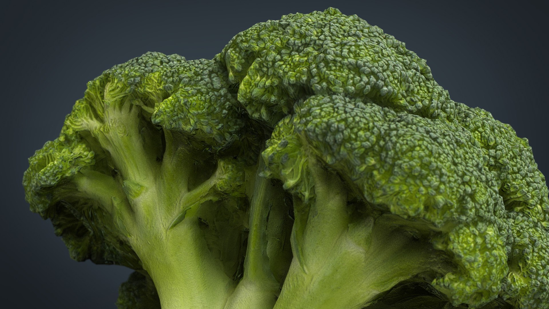Broccoli 3d Model