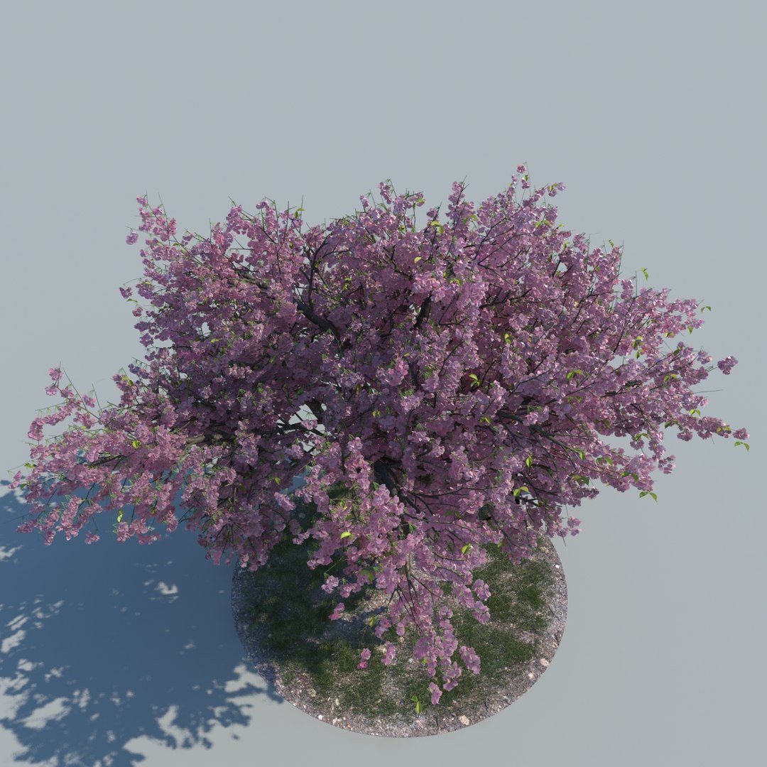 Realistic Cherry Tree Max
