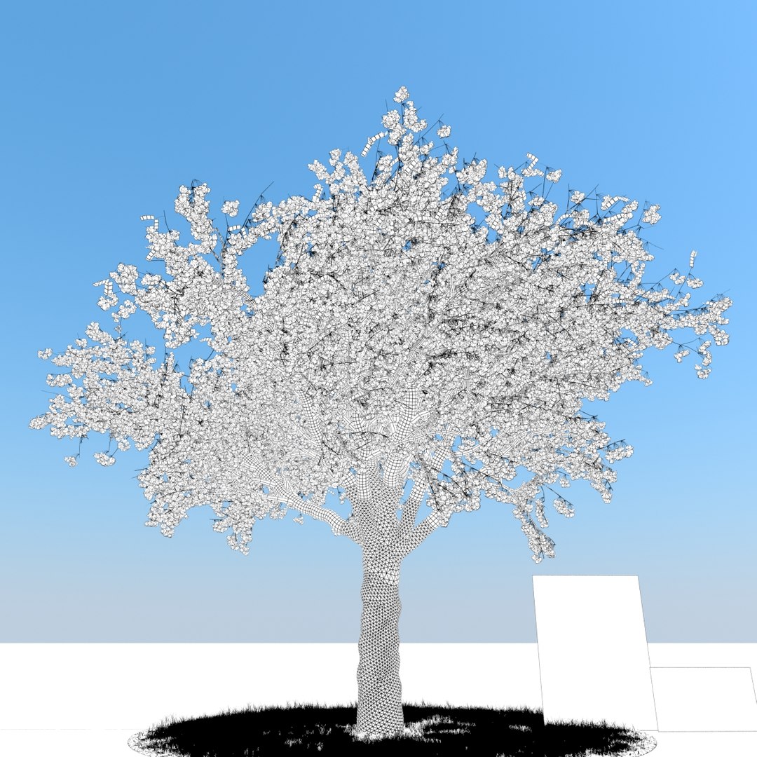 Realistic Cherry Tree Max