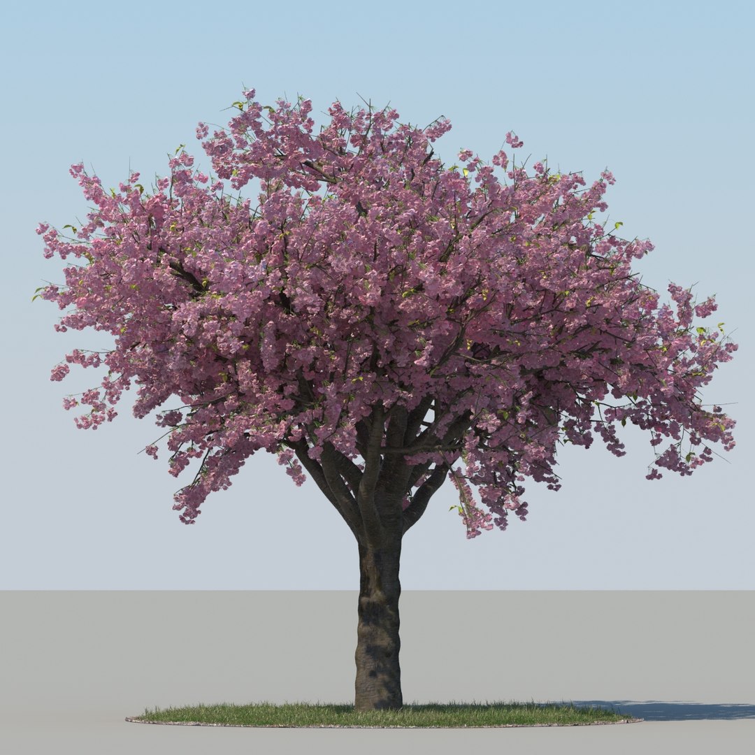 Realistic Cherry Tree Max