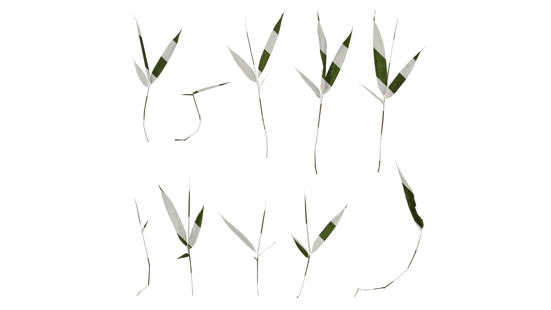 3D Anydrafts Bambusa Multiplex Atlas 03 Textures - TurboSquid 2345337