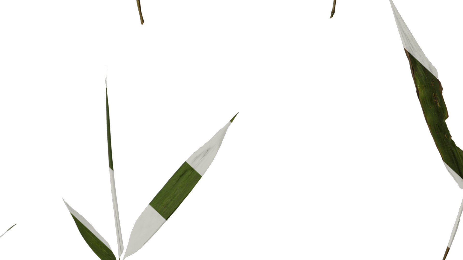 3D Anydrafts Bambusa Multiplex Atlas 03 Textures - TurboSquid 2345337