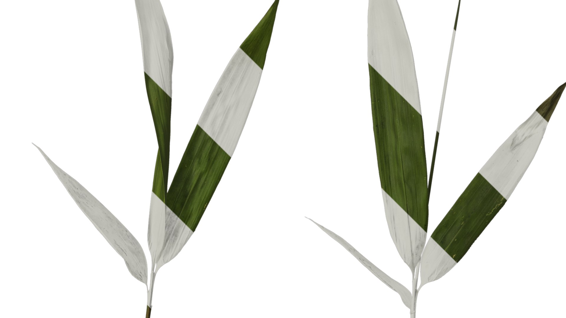 3D Anydrafts Bambusa Multiplex Atlas 03 Textures - TurboSquid 2345337