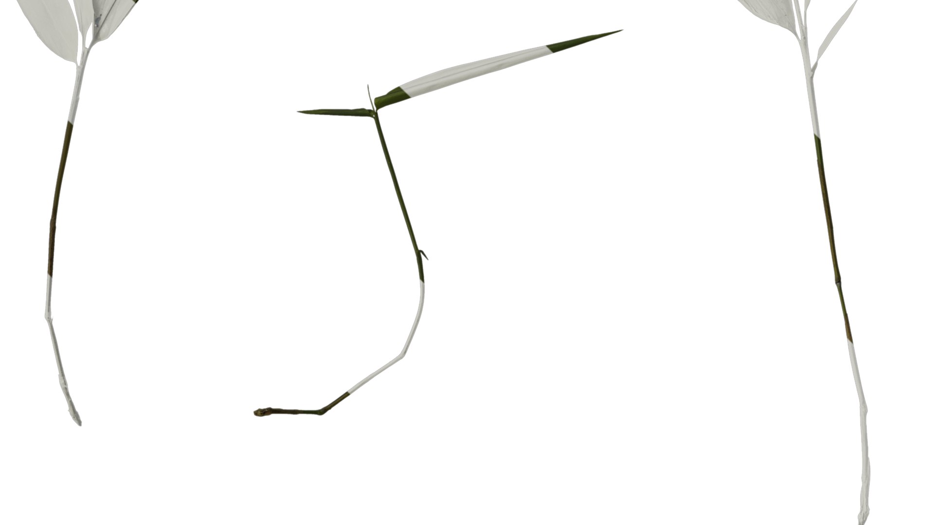 3D Anydrafts Bambusa Multiplex Atlas 03 Textures - TurboSquid 2345337