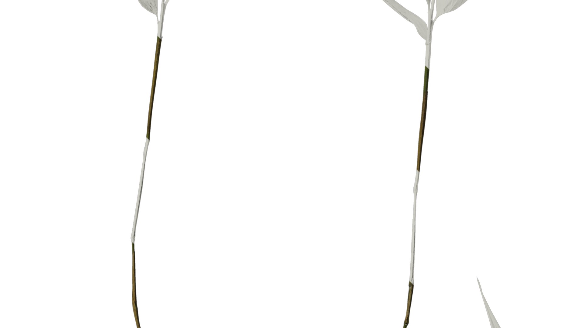 3D Anydrafts Bambusa Multiplex Atlas 03 Textures - TurboSquid 2345337