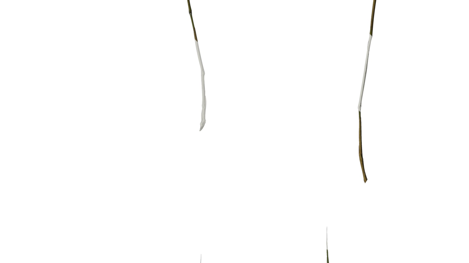 3D Anydrafts Bambusa Multiplex Atlas 03 Textures - TurboSquid 2345337