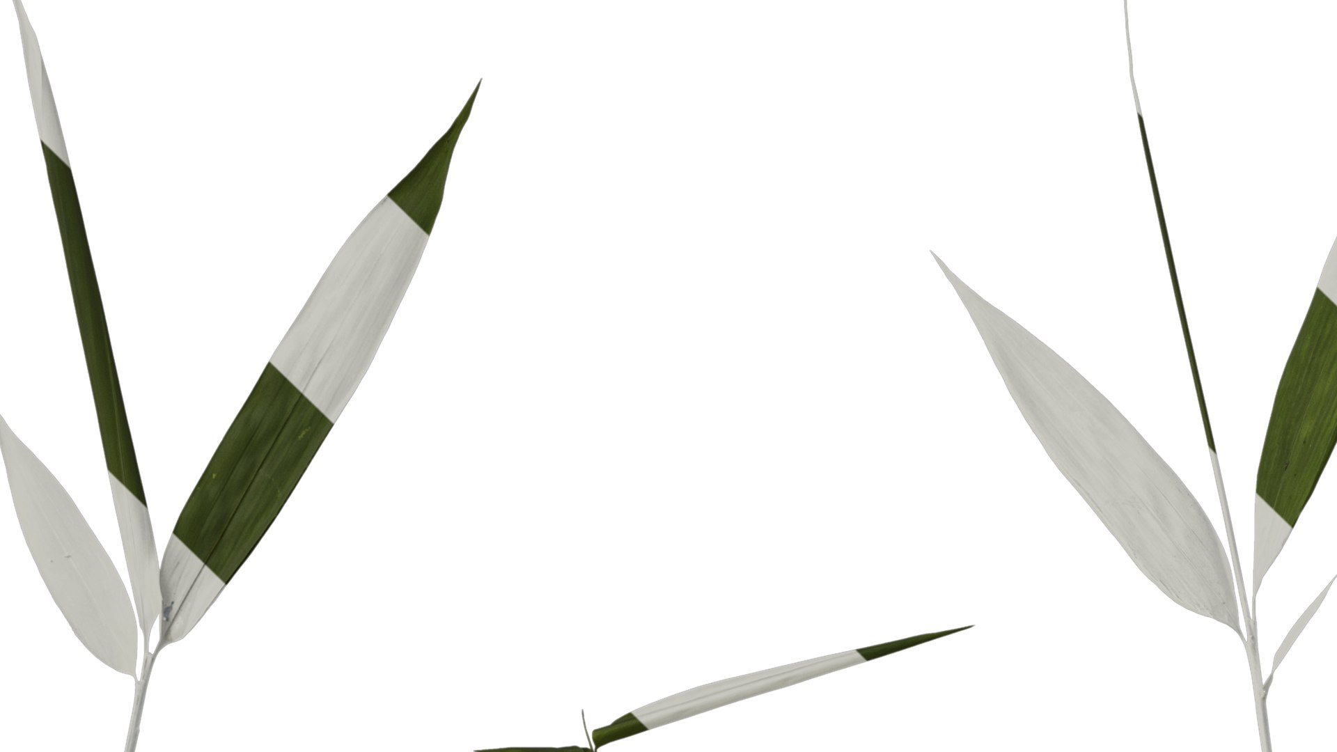 3D Anydrafts Bambusa Multiplex Atlas 03 Textures - TurboSquid 2345337