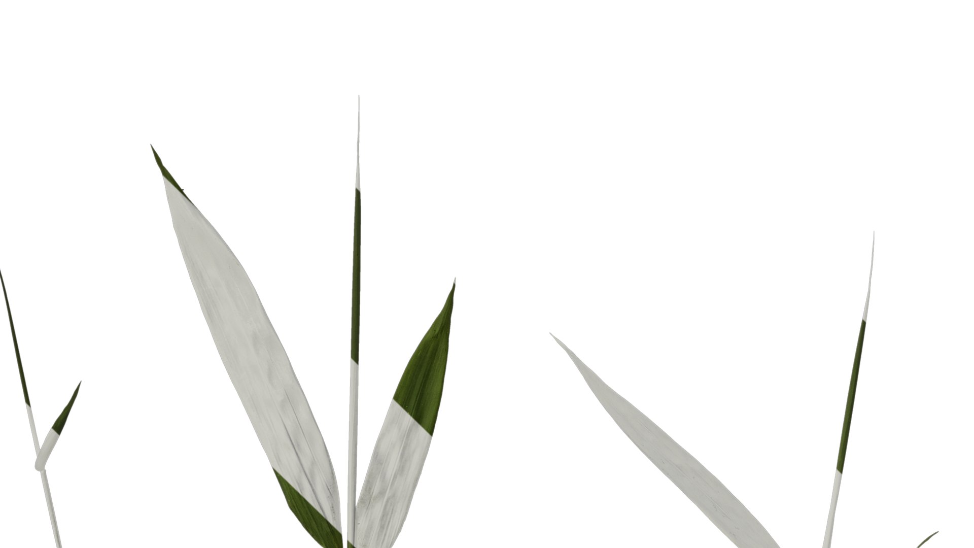 3D Anydrafts Bambusa Multiplex Atlas 03 Textures - TurboSquid 2345337