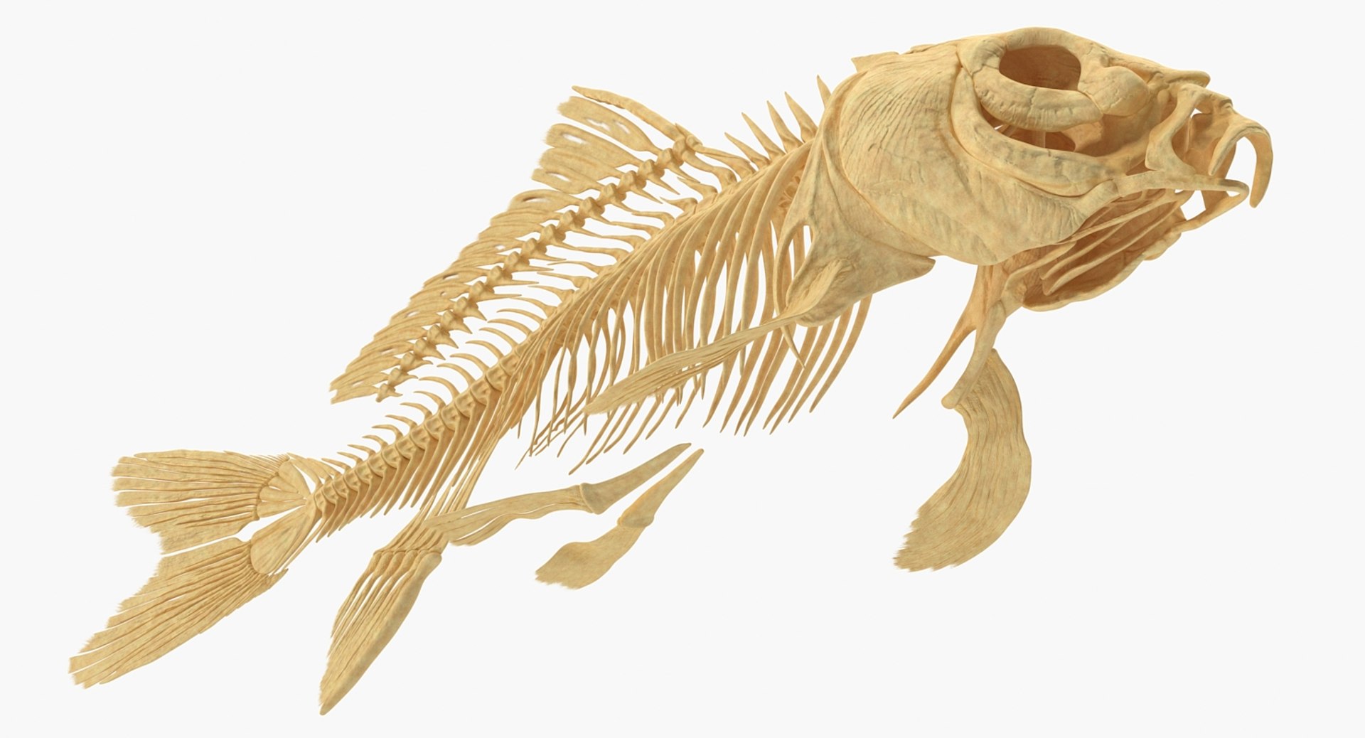 Carp Skeleton For 3D Print 3D - TurboSquid 2333887